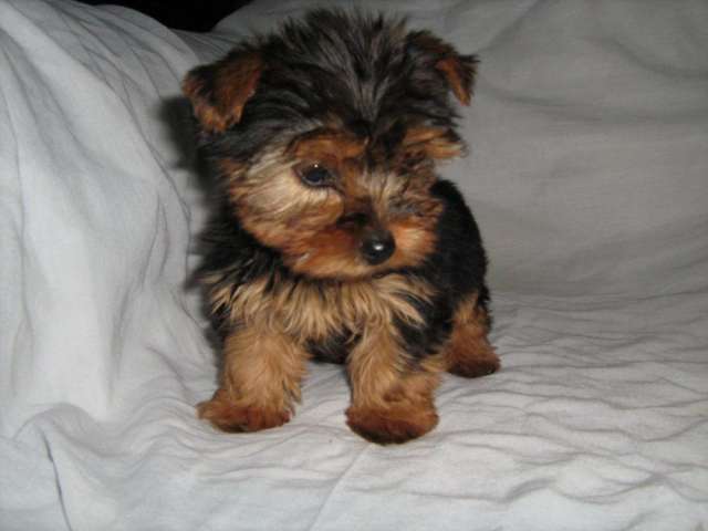 Yorkshire terrier bebés fotos - Imagui