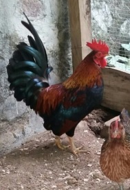 Fotos de Gallos ingleses criadero en Fraijanes, Guatemala